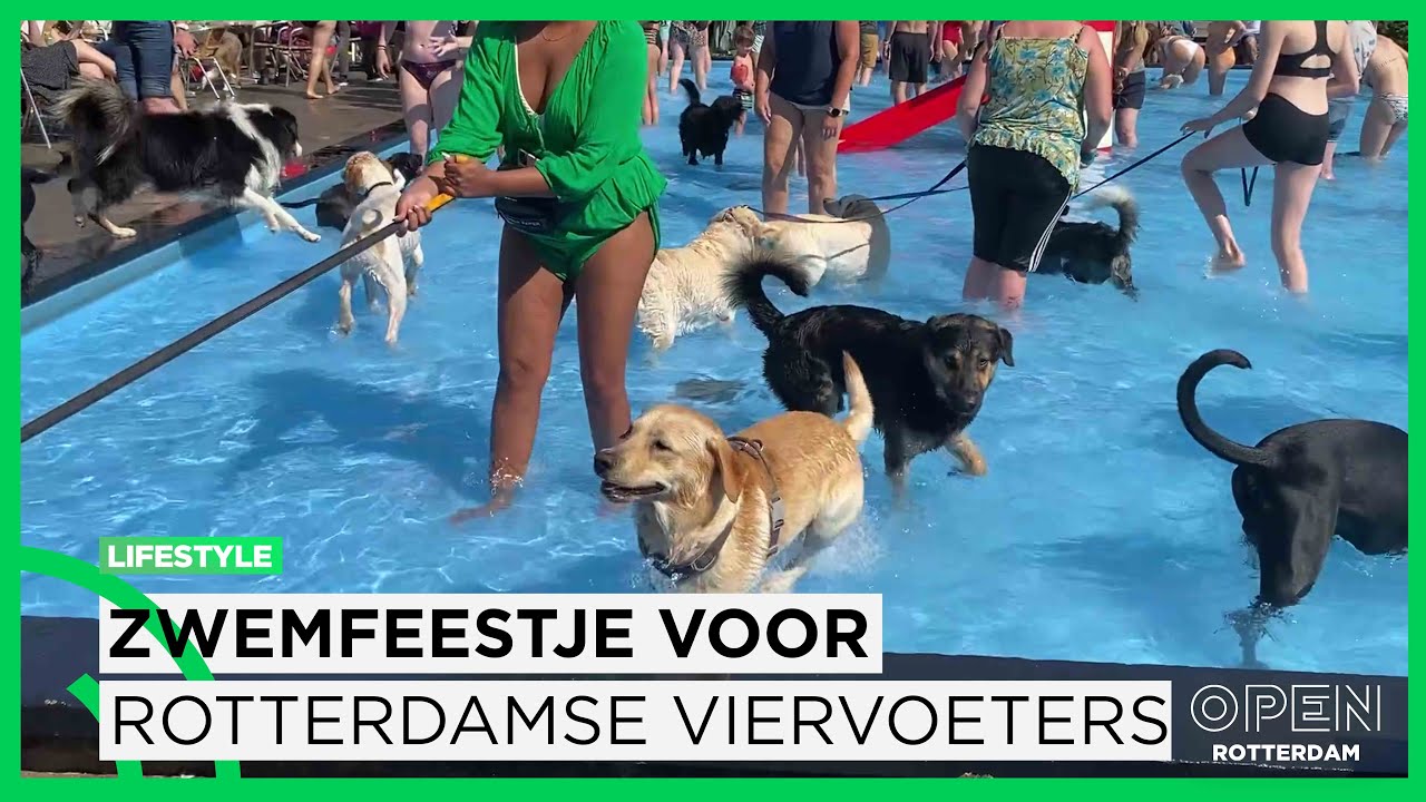 Buurt TV Noord op bezoek bij zwemfeestje voor Rotterdamse viervoeters ...
