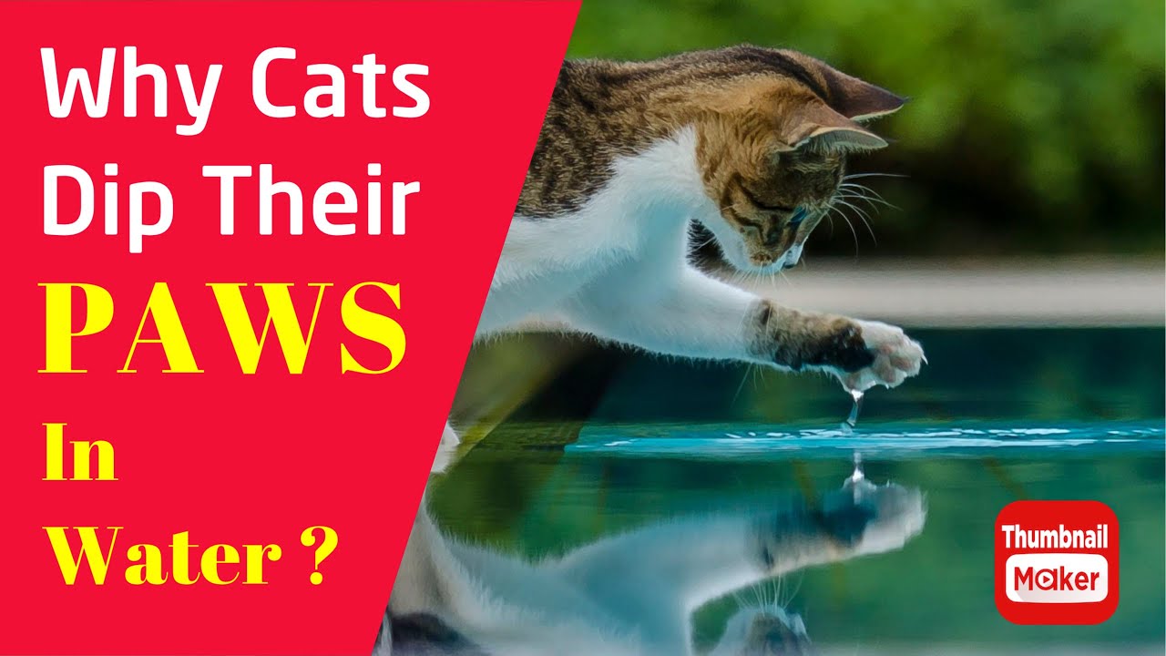 Why Cats Dip Their Paws in Water? - YouTube