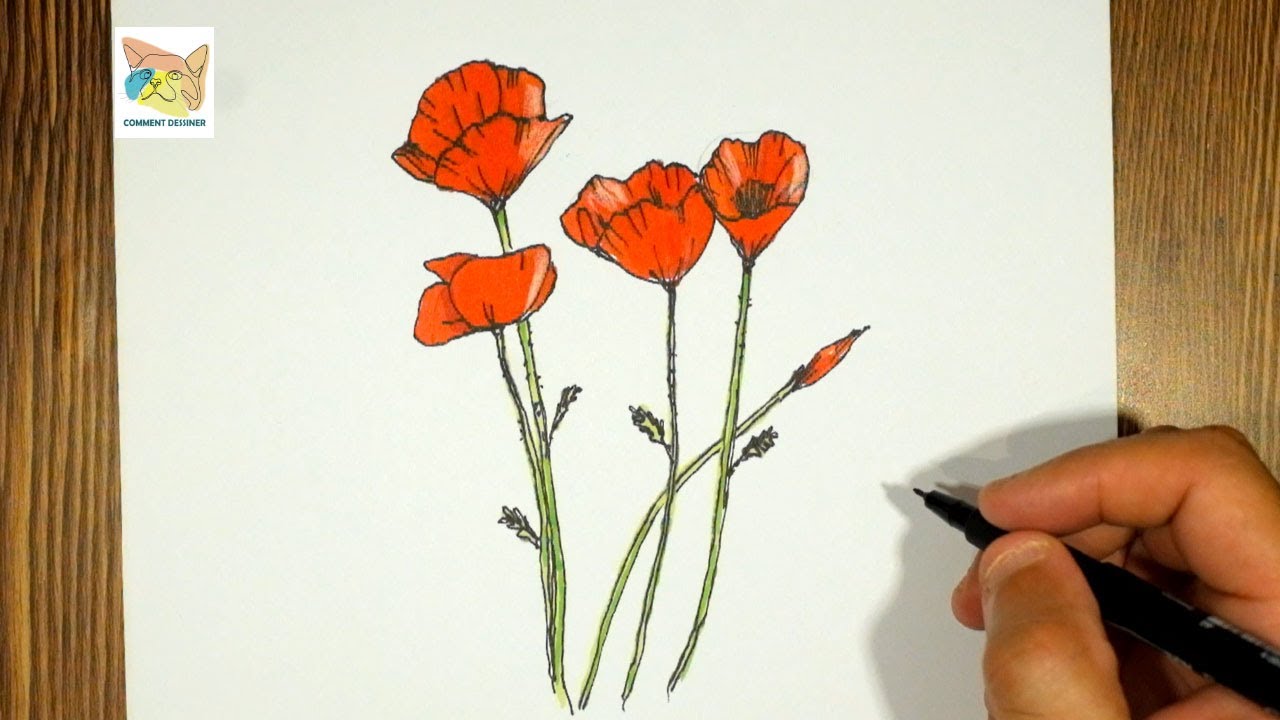 Comment dessiner un coquelicot facilement au crayon etape par etape ...