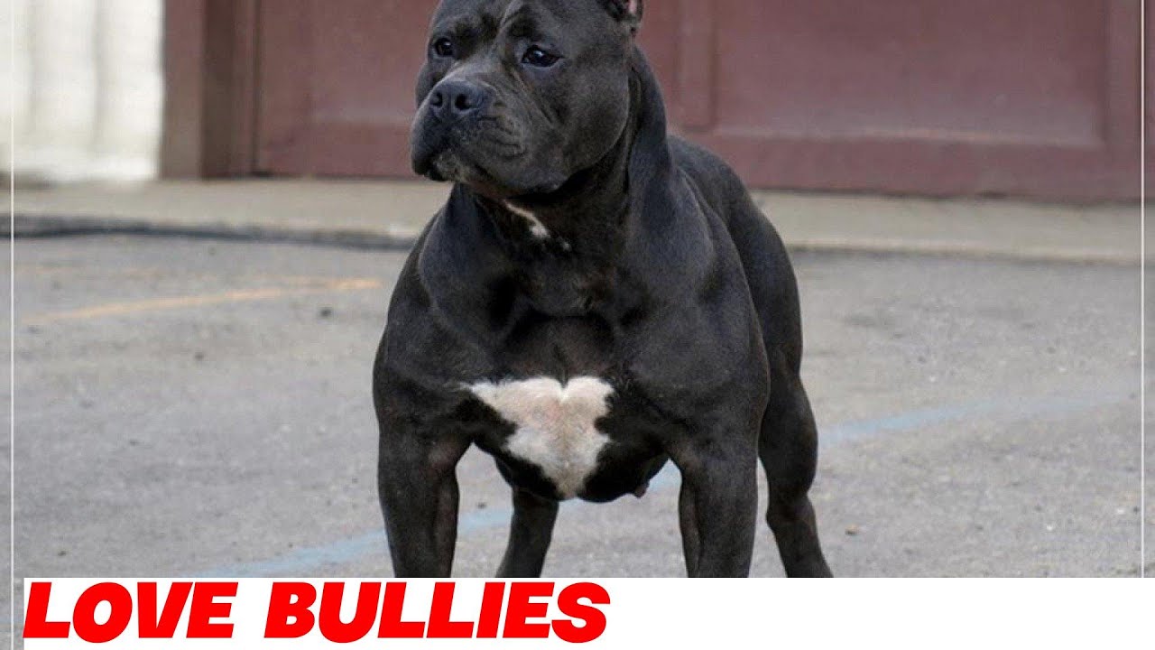 American Bullies: Aggression Towards Other Animals Explained - YouTube