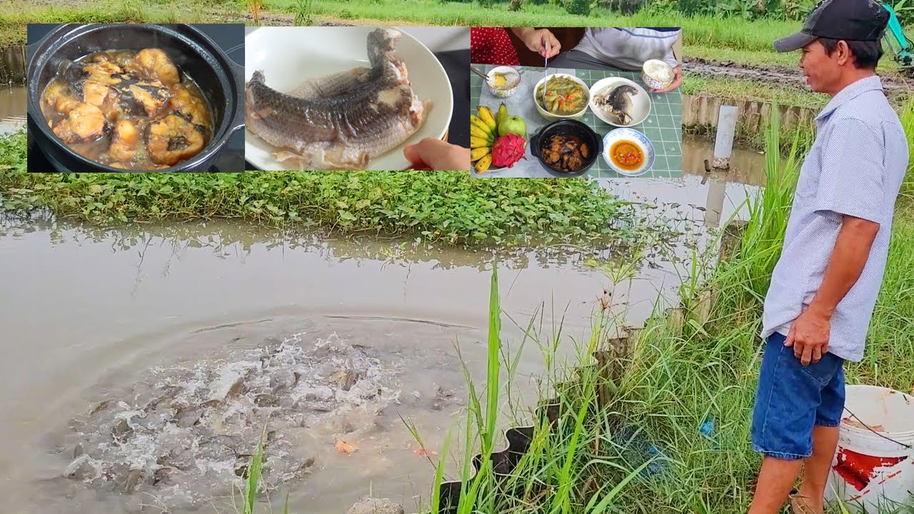 Catch fish at home pond Cooking sweet and sour snakehead fish soup ...