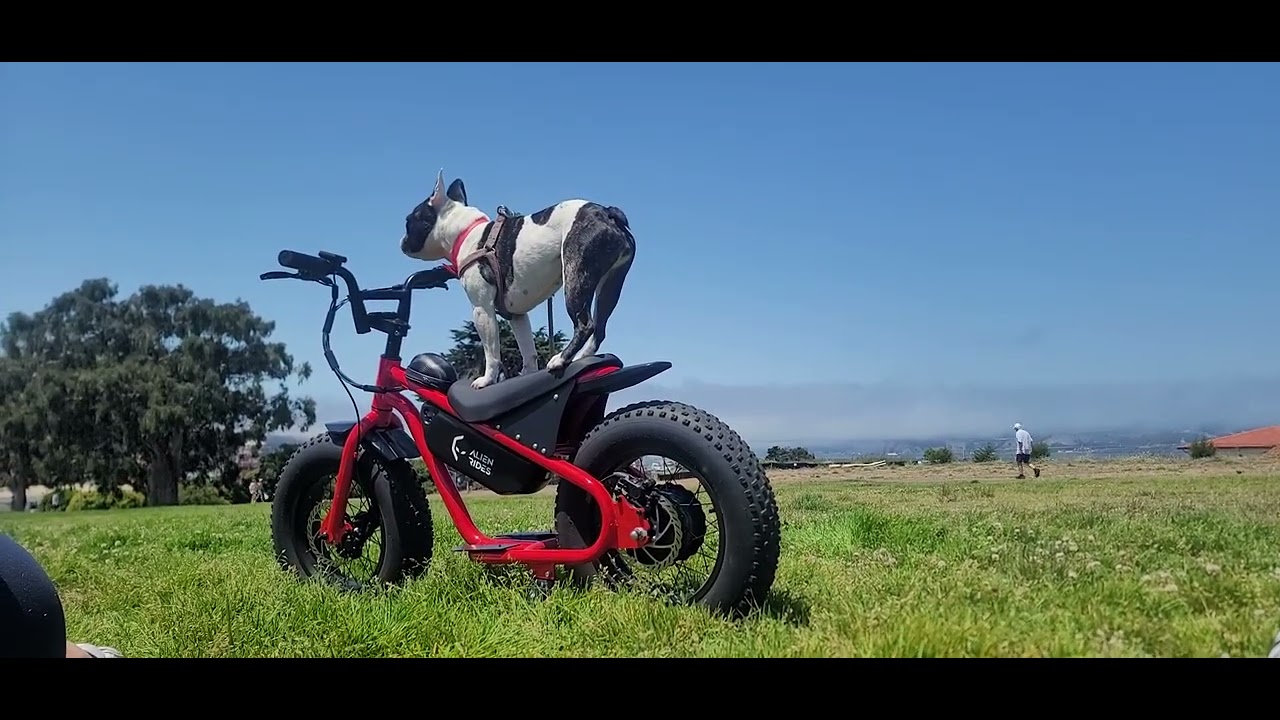 Just a Cute Dog On top of an Alien Rides Atom Bike - YouTube