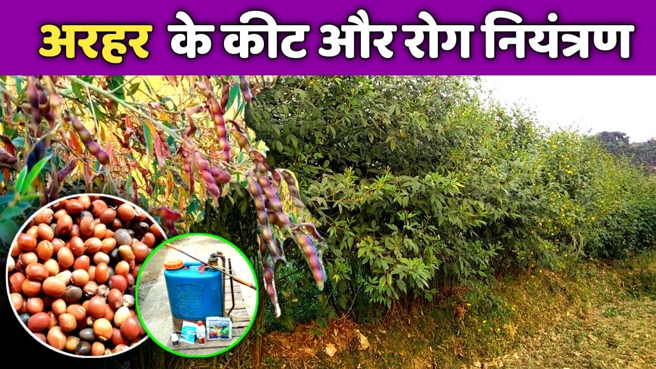 अरहर का कीट और रोग नियंत्रण कैसे करें 🐛🌿Arhar ke kitnashak | Arhar ki ...