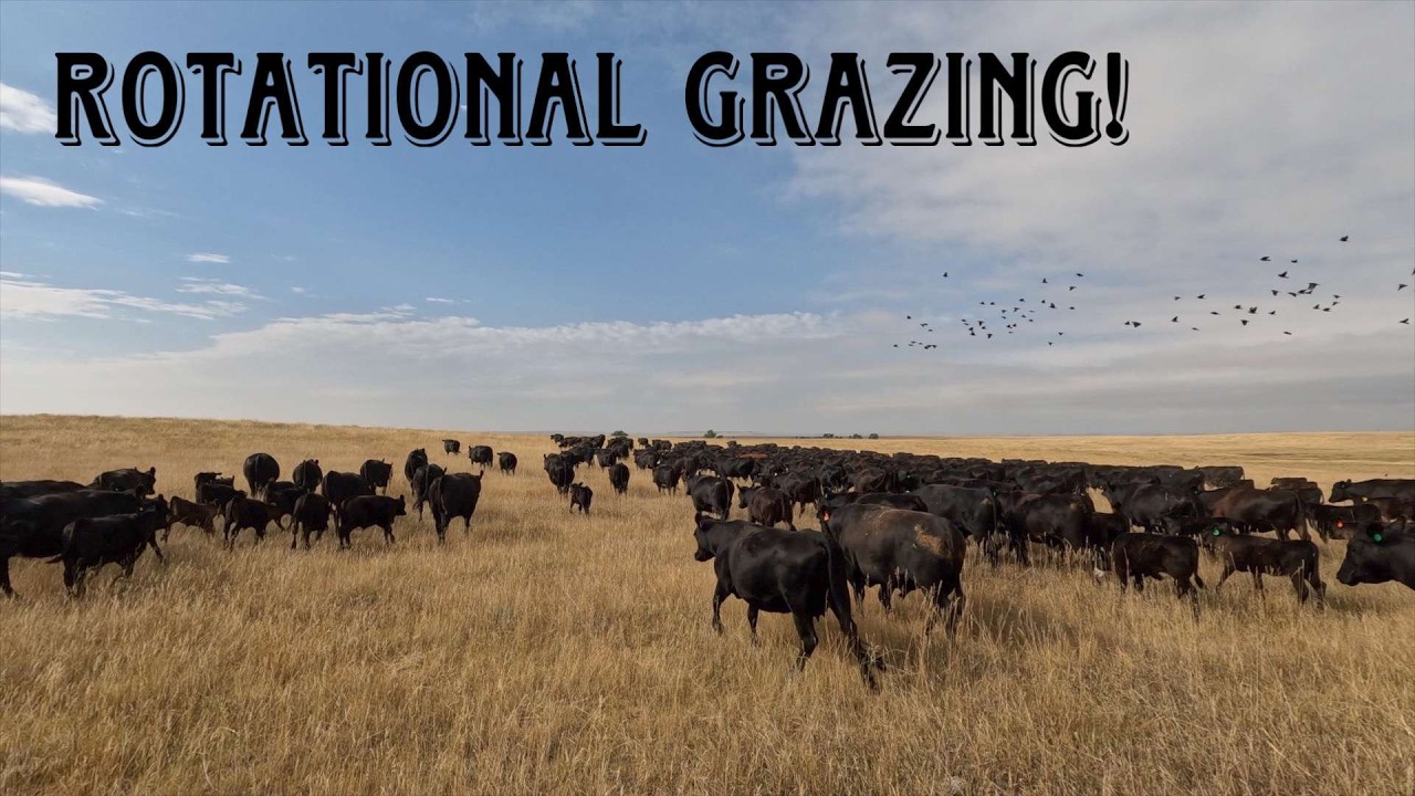 The POSITIVES Of Rotational Grazing Cattle! - YouTube