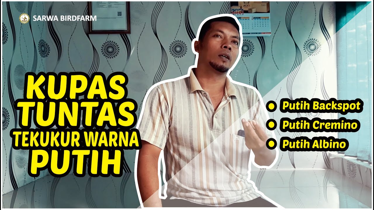 KUPAS TUNTAS TEKUKUR WARNA PUTIH | TIPS DAN TRIK SARWA BIRDFARM - YouTube