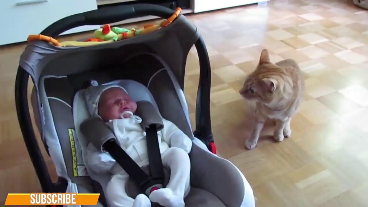 Cats and babies first time meeting || babies meeting cats - YouTube