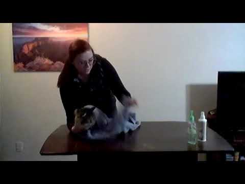 Unlock Your Vet Dreams: HOSA's Guide to Veterinary Science ...