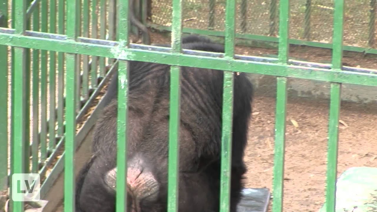 Proyecto Gran Simio en el Zoo Córdoba: un cuidado especial para ...