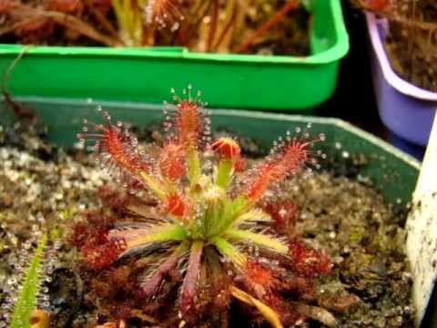 Drosera neocaledonica ~ Sundew, Carnivorous Plant - YouTube