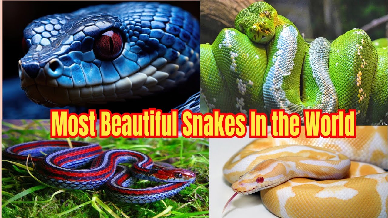 Most beautiful snakes in the wrold Malayalam #2024 #S3FVLOGS - YouTube