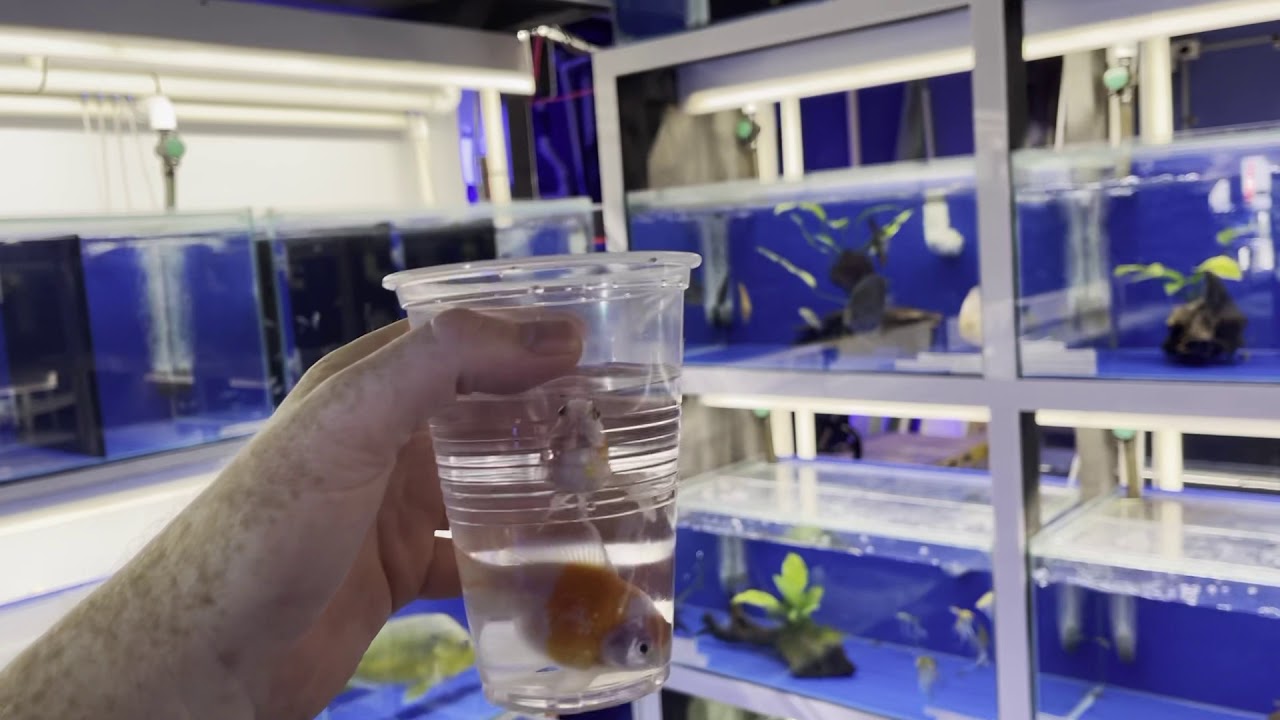 Ever heard of a Goldfish shot? So gross! 🤮 - YouTube