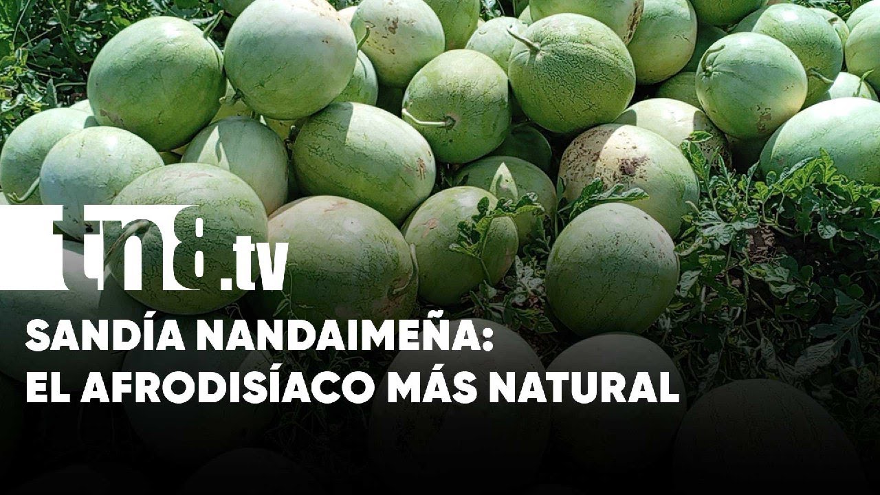 Fruta Sandia