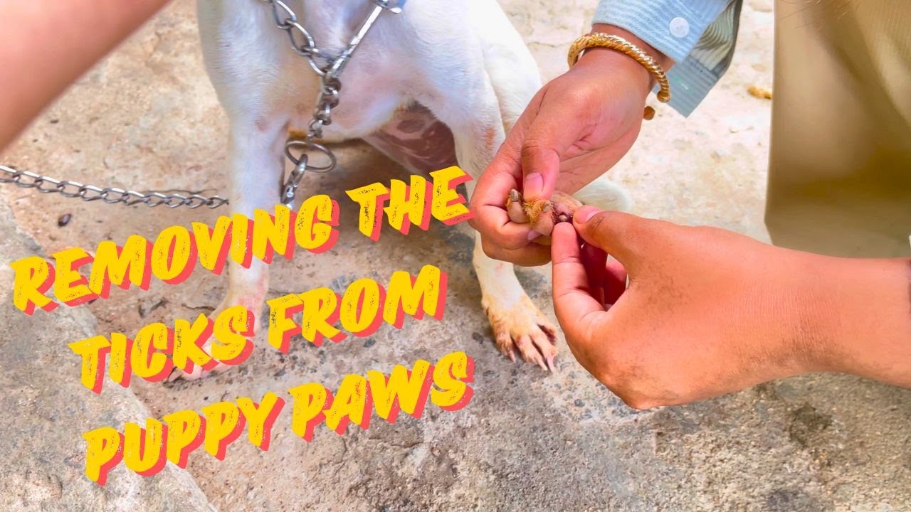 How To Removing The Ticks From Puppy Paws - YouTube