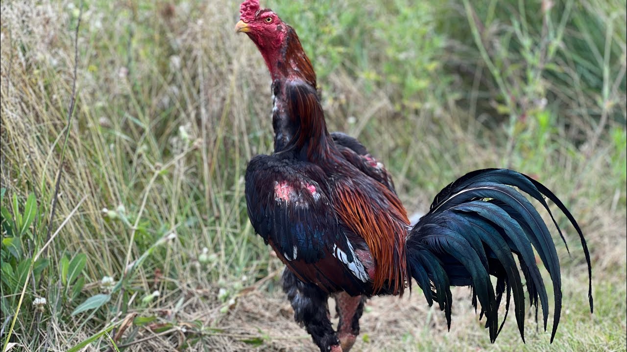 Qaib Thaib Thai Roosters Txiv Tub Qaib Yuav Sib Ncaim Father And Son ...