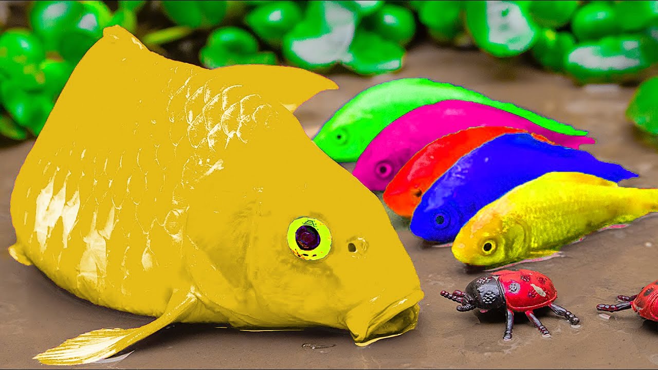 Goldfish swallows eel to save its babies - Koi Fish, Frog, Catfish ...