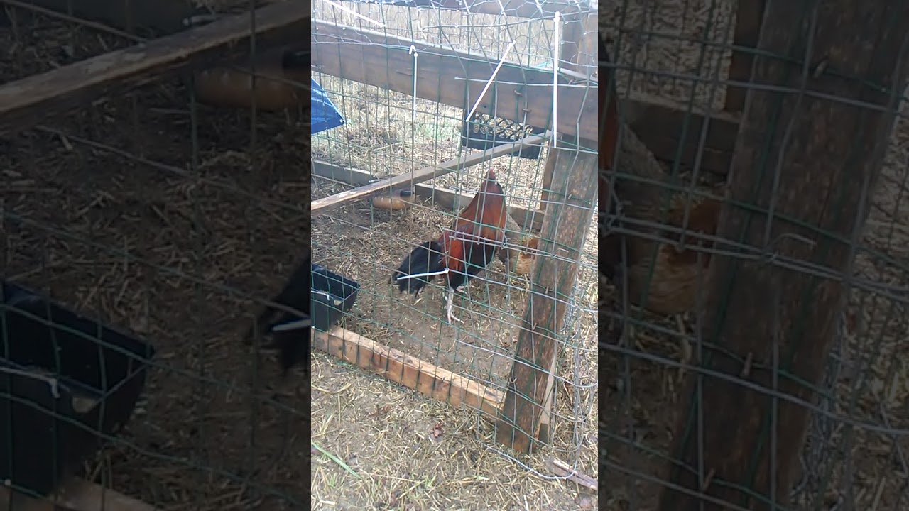My Hatch/Round Rooster and Green Legged Hatch Hen - YouTube