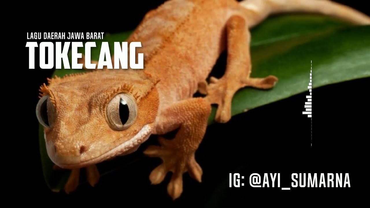 Lagu Daerah Jawa Barat Tokecang (Versi Instrumen) - YouTube