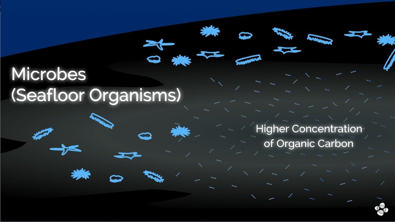 Is Deep Ocean Carbon Storage a Good Idea? - YouTube