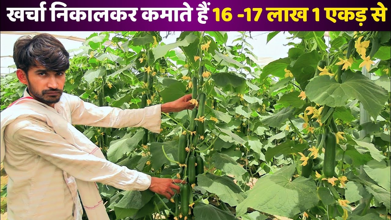 खीरा की खेती कब और कैसे करें || khire ki kheti kab aur kaise karen ...