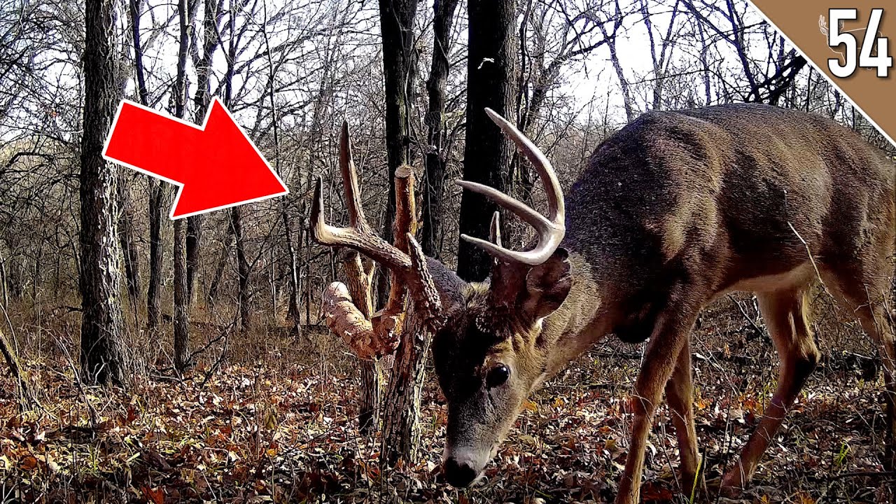 BIG 7 Point Buck!!! (Deer Hunting w/Ted Miller) - YouTube