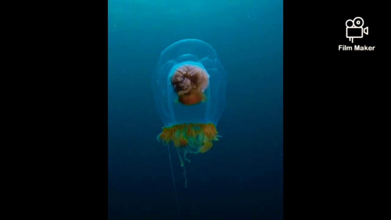 "JELLYFISH MOVEMENT ON THE OCEAN" - YouTube