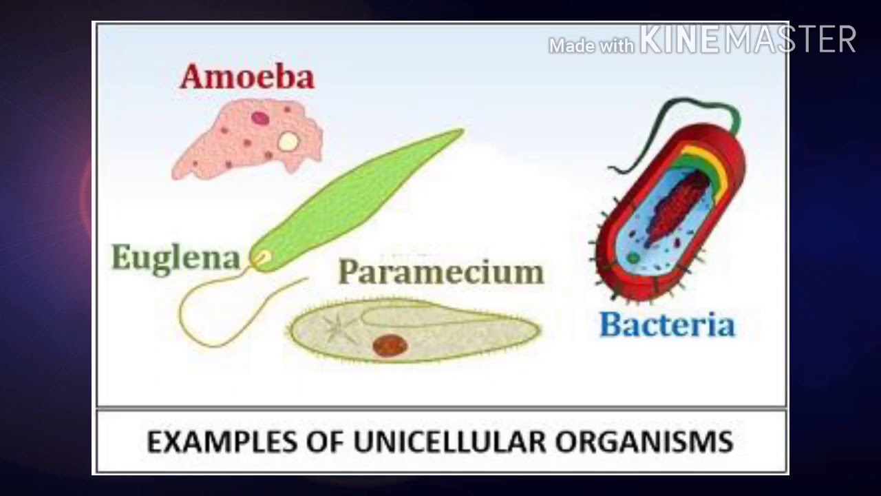 Cell : The Basic Unit of Life - YouTube