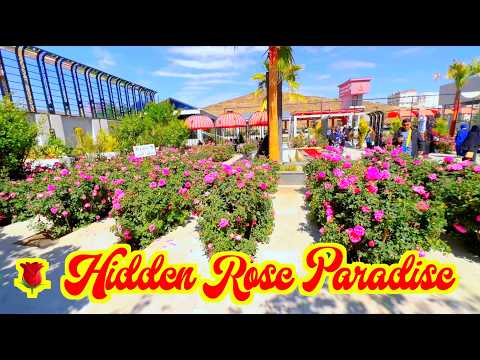 🌹Rose Garden in Saudi Arabia | Amazing Rose Garden Tour 🌹