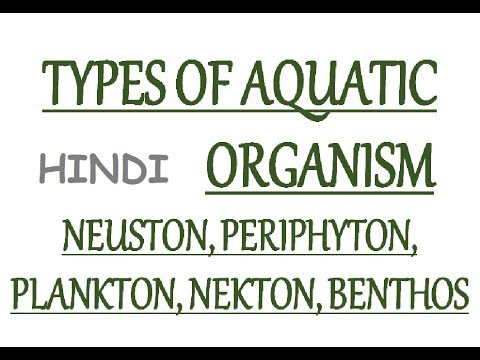 Aquatic Organisms Type - Neuston, Periphyton, Planktons, Nekton ...
