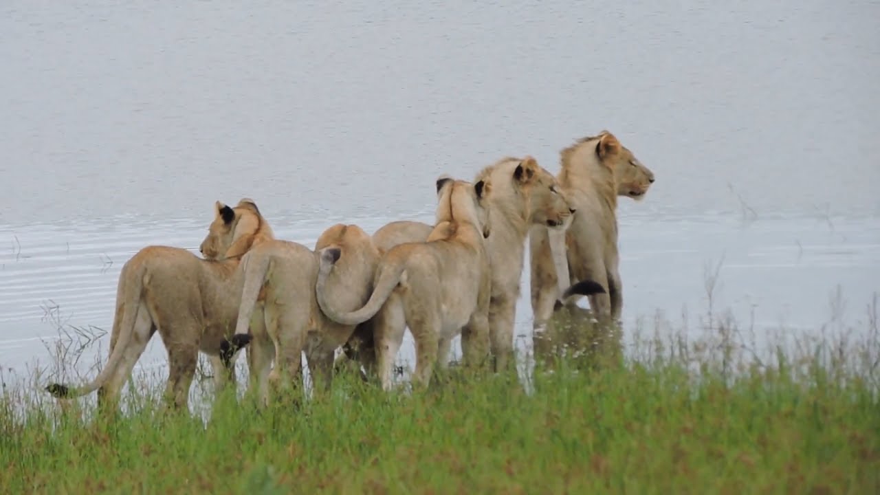 Young Lions Swim across Hippo Infested Water to Get to Mom - YouTube