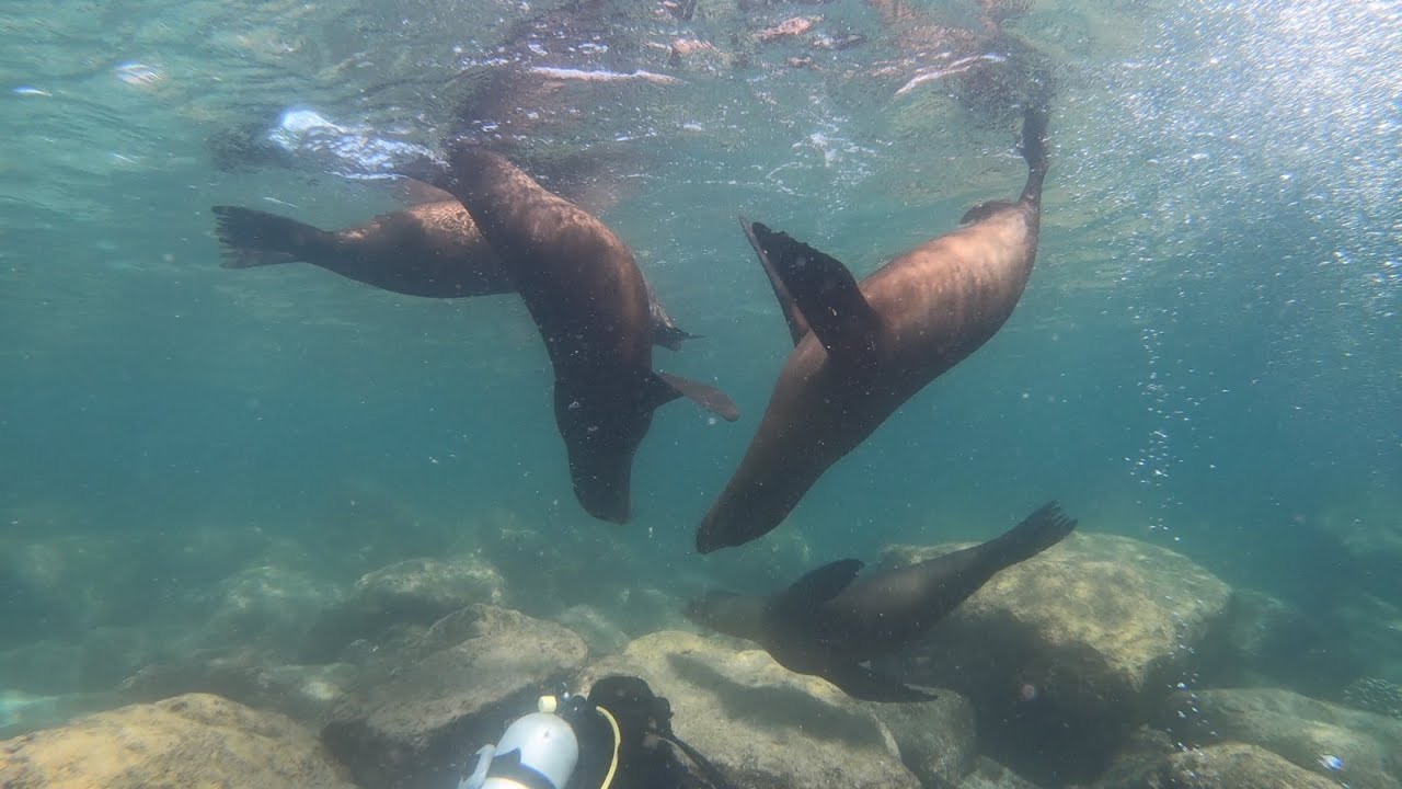 GoPro Hero 9: Delfine, Wale, Haie, Mantas, Rochen 4k 30fps - YouTube