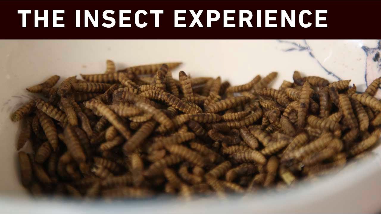 Bug biscuits, and dehydrated fly larvae - The Insect Experience has ...