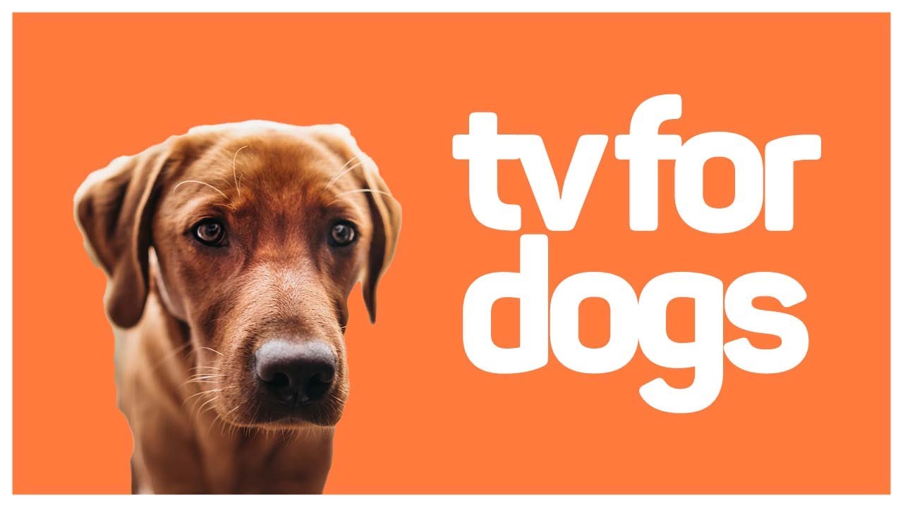 TV For Dogs - Adventure Video For Dogs to Watch! (20 Hours) - YouTube