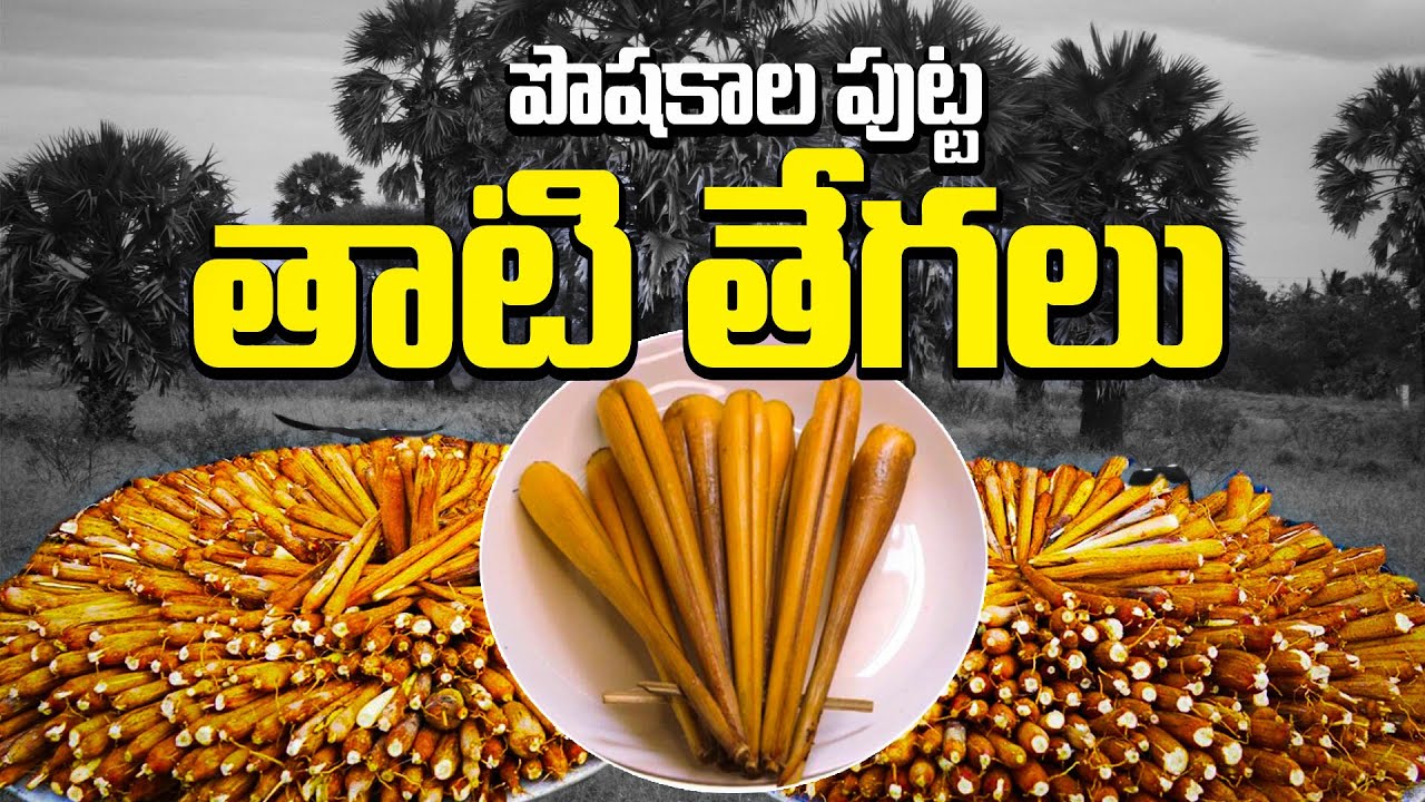 తాతల నాటి తాటి తేగలు | Health Benefits Palm Sprouts - Tegalu | Tender ...