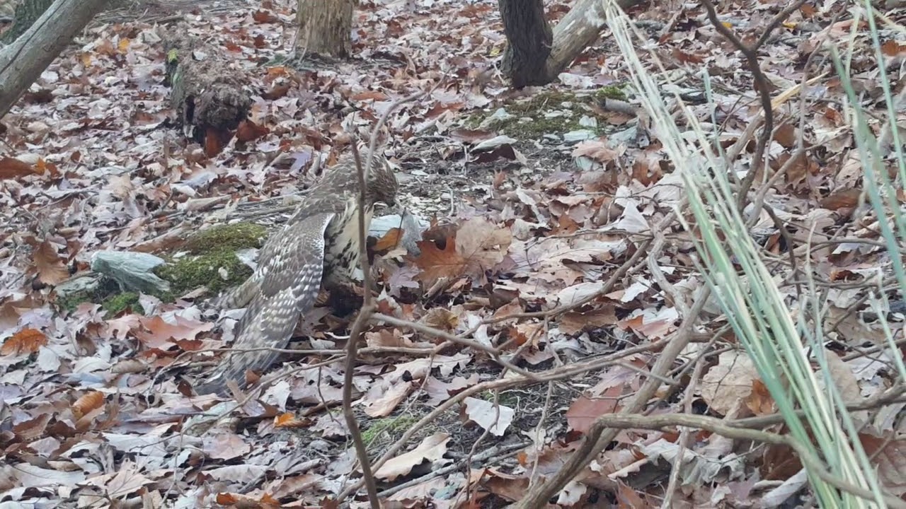 Amazing! Hawk attacks squirrel!! Squirrel fights back!!! shocking ending!!! don't look away ...
