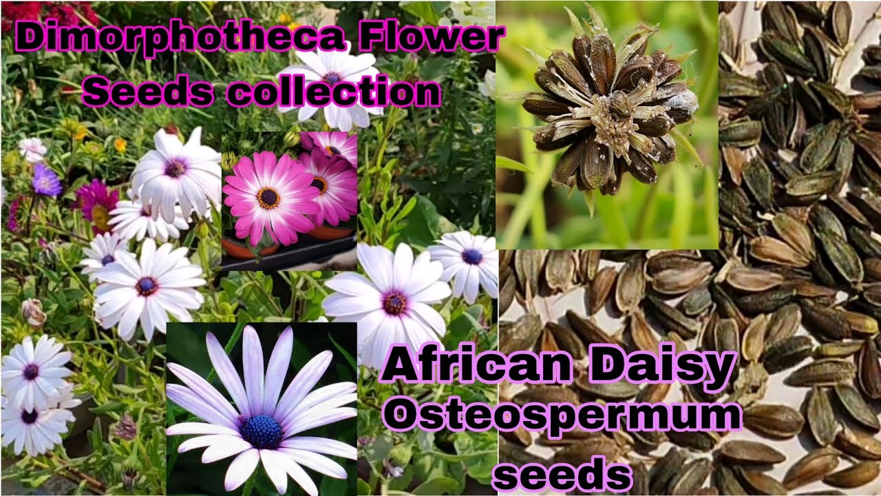 डिमोर्फोथेका फूल के बीज कैसे इकट्ठा करे|How to collect n store ...