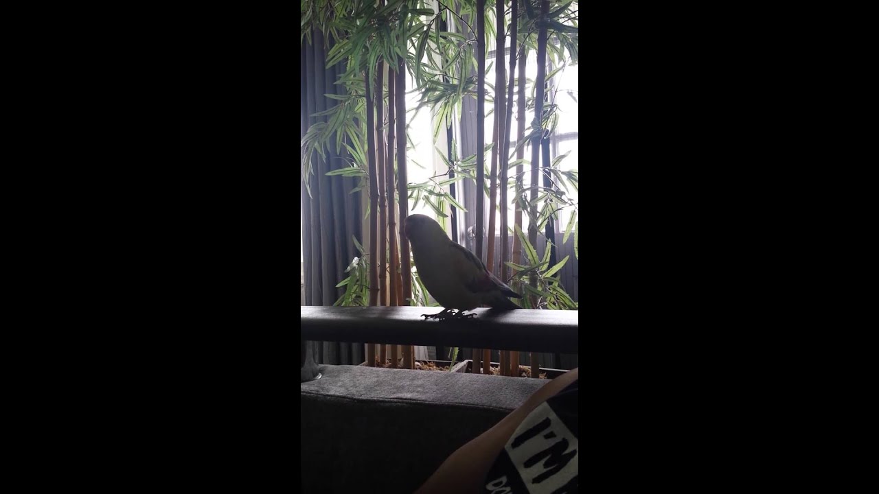 Rock Pebbler (Regent Parrot) Midori plays....Midori, where r u? - YouTube
