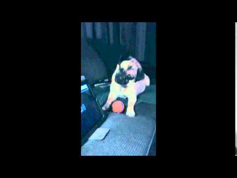 "Fizzgig" The Dog Reacts To His Own Theme Song - YouTube