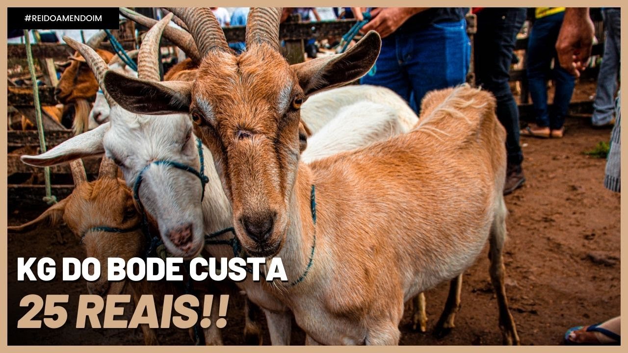 25 REAIS KG DO BODE NA FEIRA DE CAPRINO, OVINO E SUÍNOS!! TERÇA FEIRA ...
