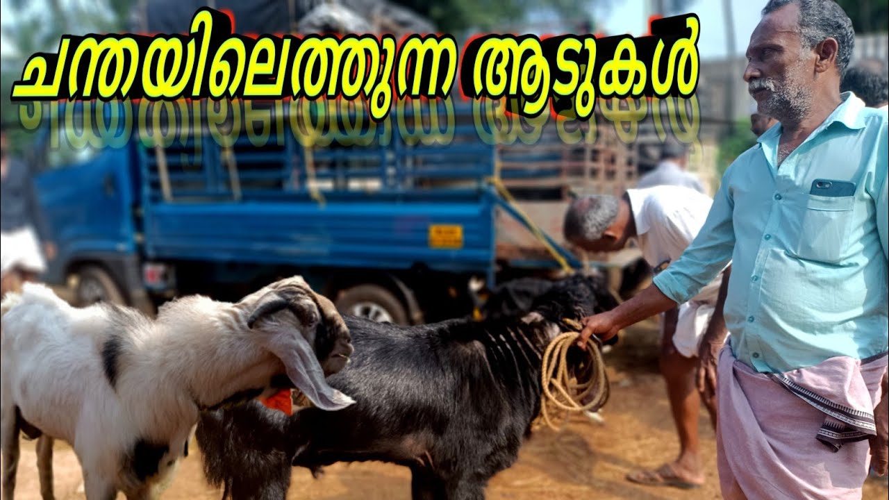 ചന്തയിലെത്തിയ ആട്കളുടെ കാഴ്ചകൾ🐐adu chanda#chattiparamba#chantha#goat# ...