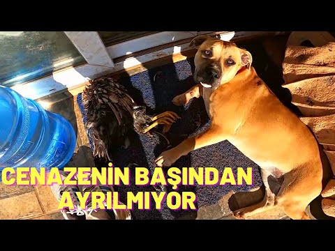TAVUĞUM ÖLDÜ 😢GİNA ÖLEN TAVUĞUMU KAPIYA GETİRMİŞ BENİ ÇAĞIRIYOR 🙏❤
