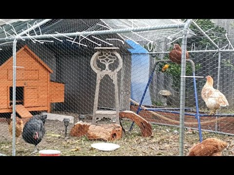 Backyard Gymnastic Chickens Enjoying their Evening - YouTube