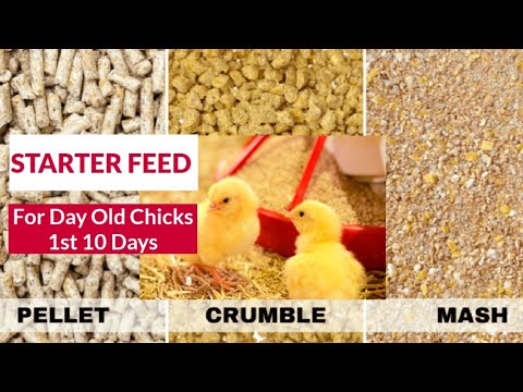 How to make high quality broiler starter feed (broiler starter feed ...