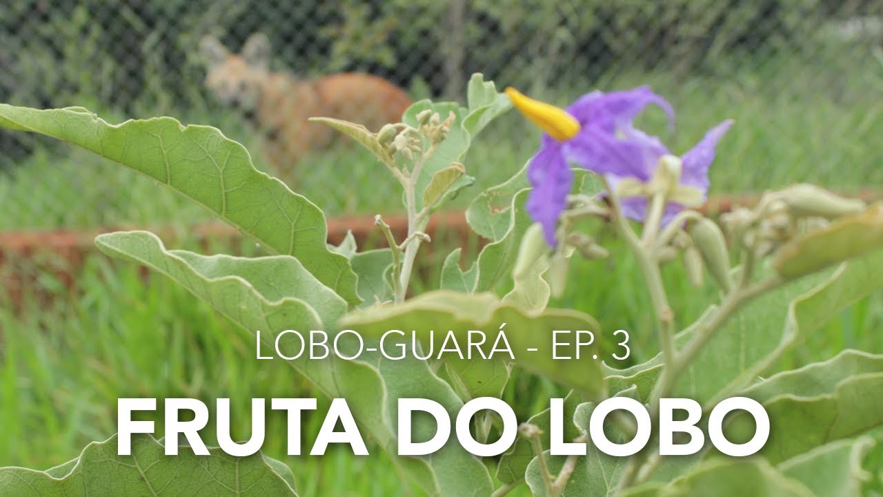 Lobo-guará, ep.3: Fruta do lobo - YouTube