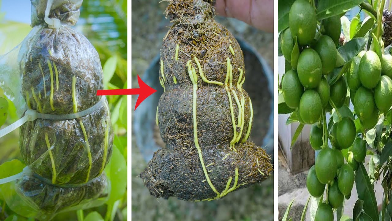 How to propagate lemon tree from cuttings Grow lemon from cutting 100% ...