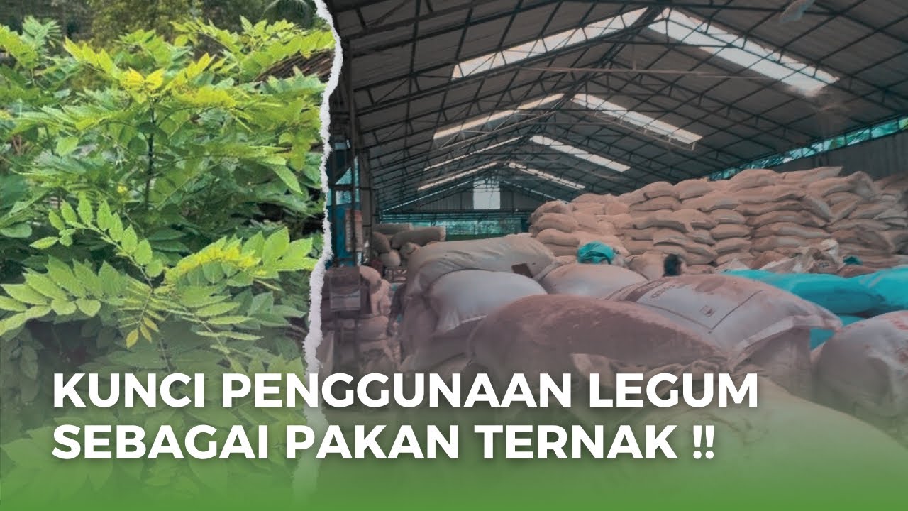 Sukses Ternak - Kunci Penggunaan Daun Legum Sebagai Pakan Sapi Kambing ...