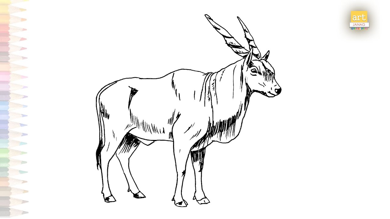 Eland antelope drawings | Southern eland drawing | How to draw Eland ...