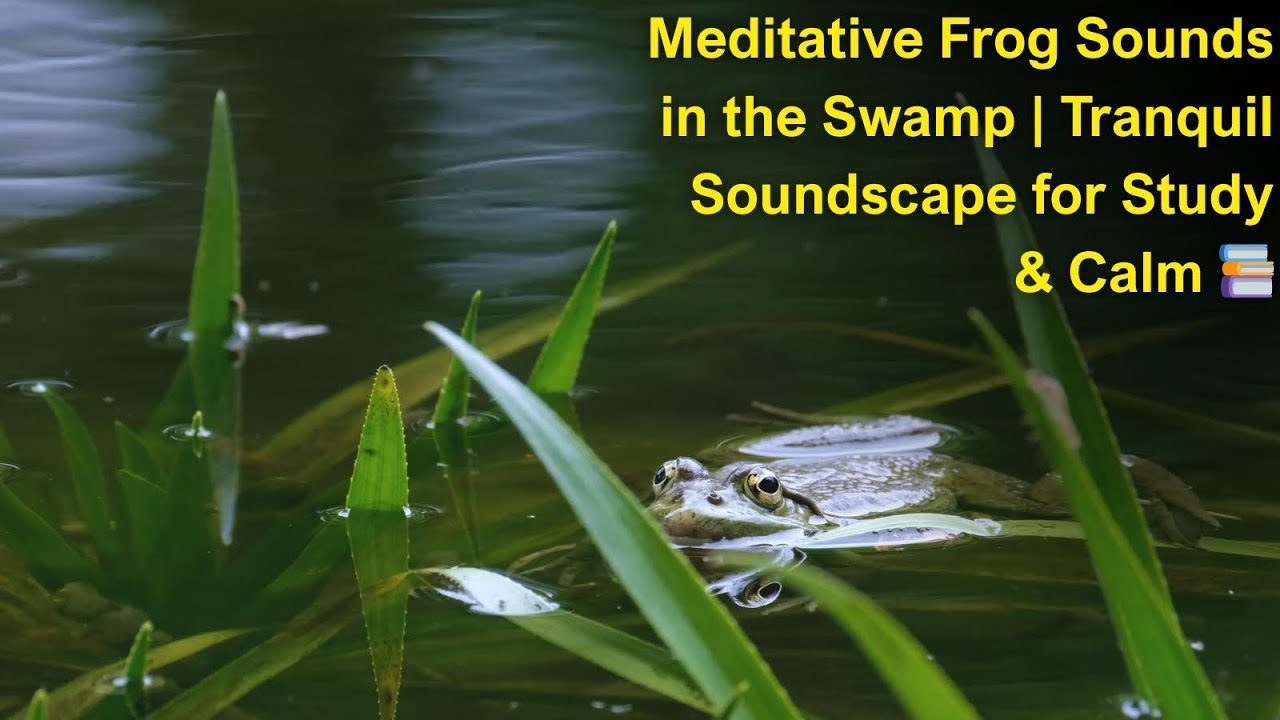 Meditative Frog Sounds in the Swamp | Tranquil Soundscape for Study ...