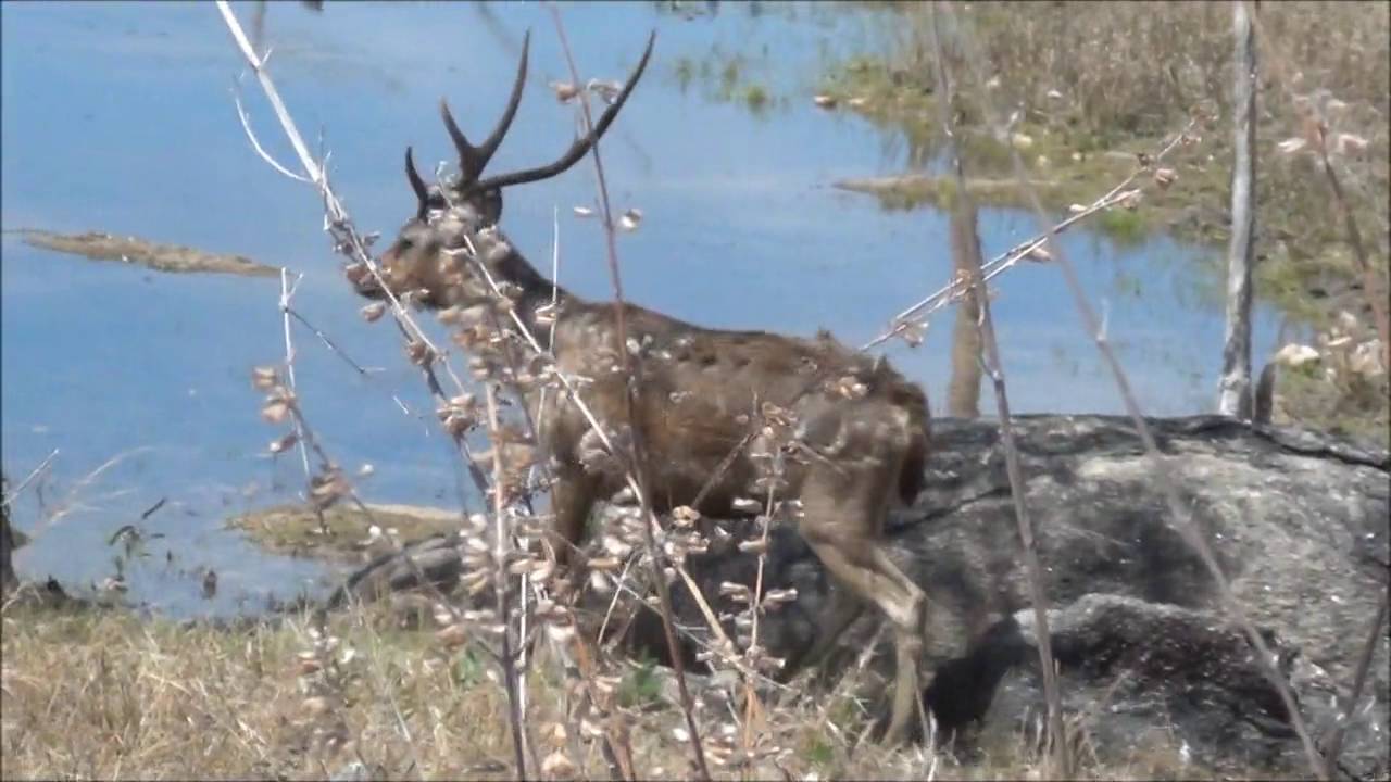 Rusa Stag at close range - YouTube