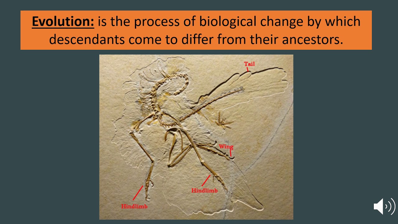 Biology 8.1 Lines of Evidence For Evolution Presentation Wright - YouTube
