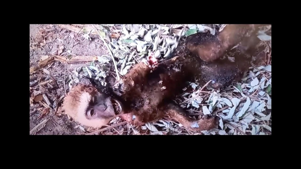 HOW TO COOK MONKEY MEAT - YouTube